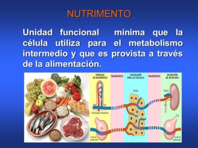 Definición de Nutrimento » Qué es, Significado y Concepto